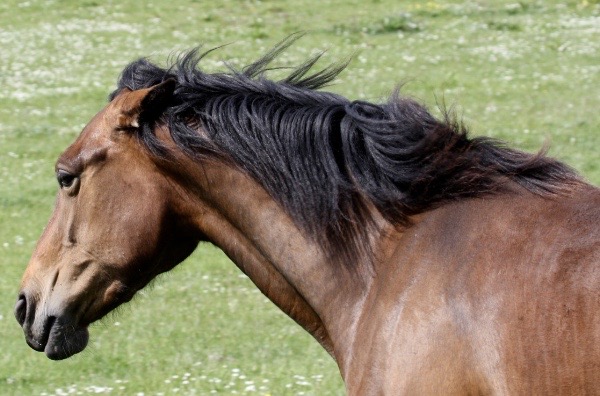 Arthrose chez le Cheval : Causes, Symptômes et Traitements Essentiels ...