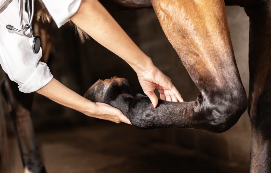 Arthrose chez le Cheval : Causes, Symptômes et Traitements Essentiels ...