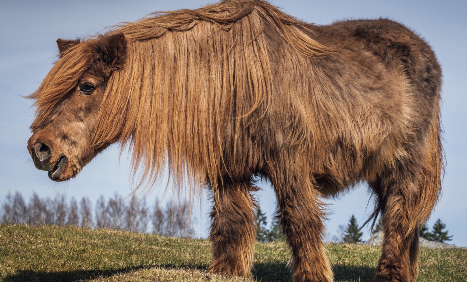 Guide complet pour comprendre les coliques chez le cheval - L.O ...