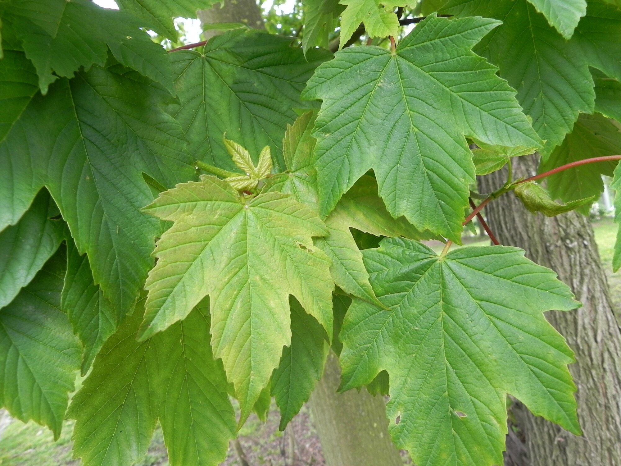 Plantes toxiques pour les chevaux : liste, symptômes et prévention - L ...