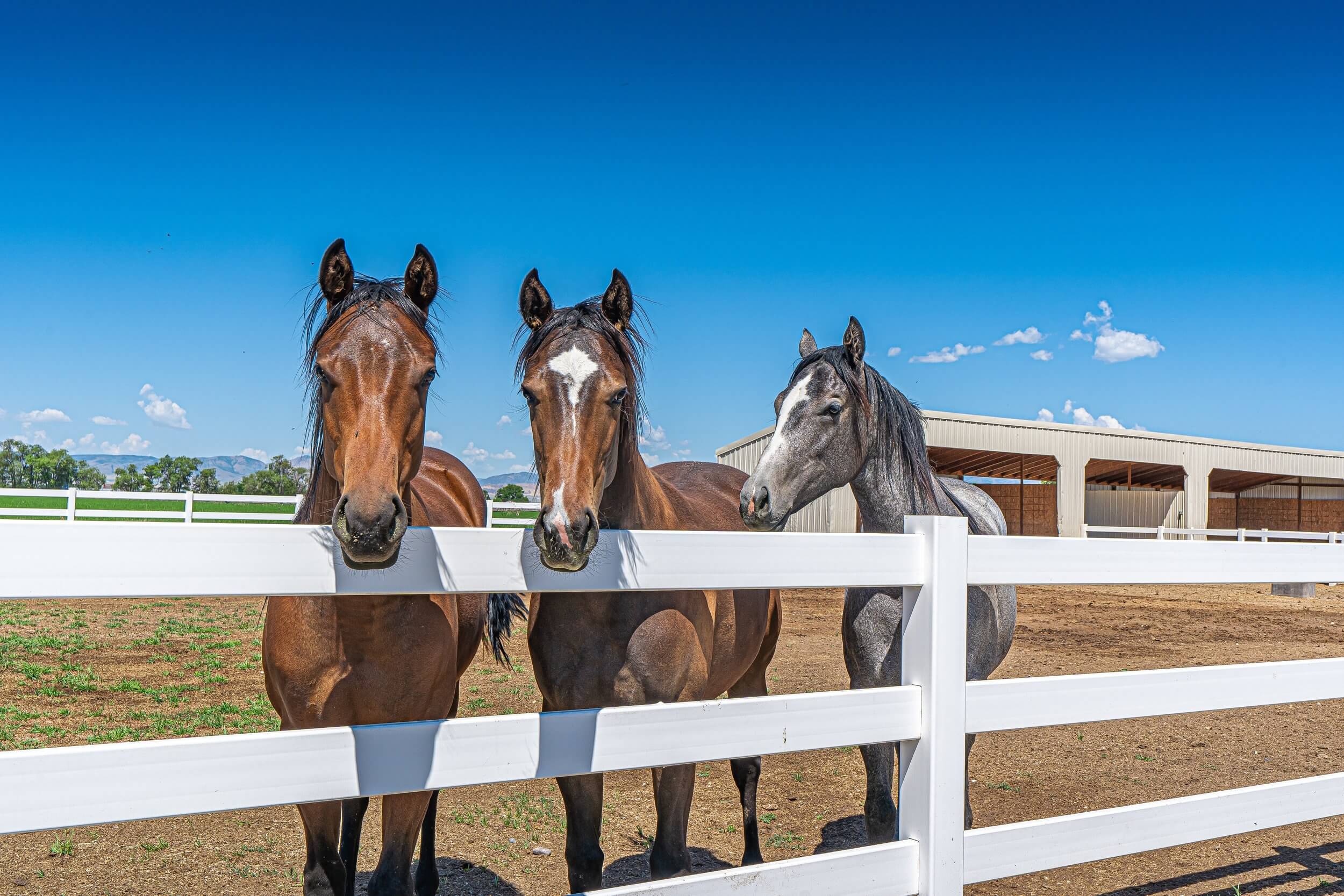 Parasites digestifs et vermifuges chez le cheval : Guide complet pour ...