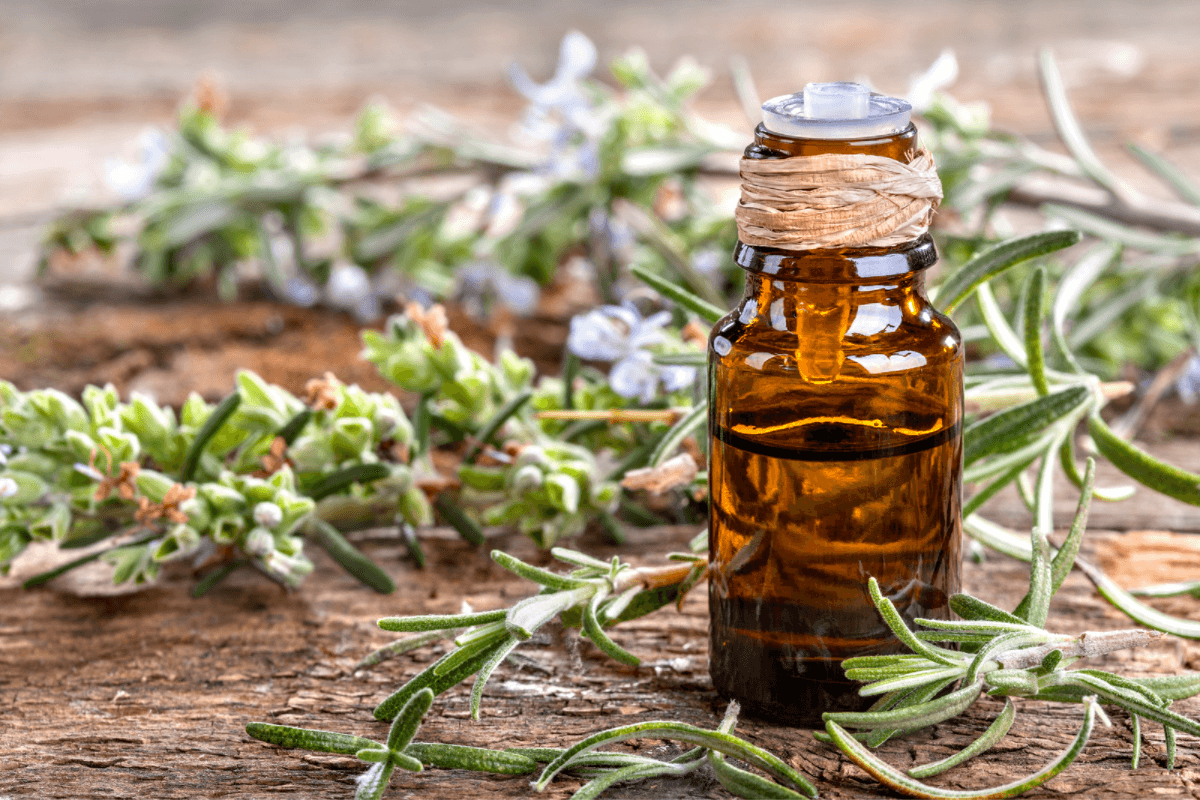 Propriétés du romarin pour le cheval : santé et bien-être assurés