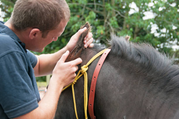 Poux chez le cheval : symptômes, traitements et prévention naturelle ...
