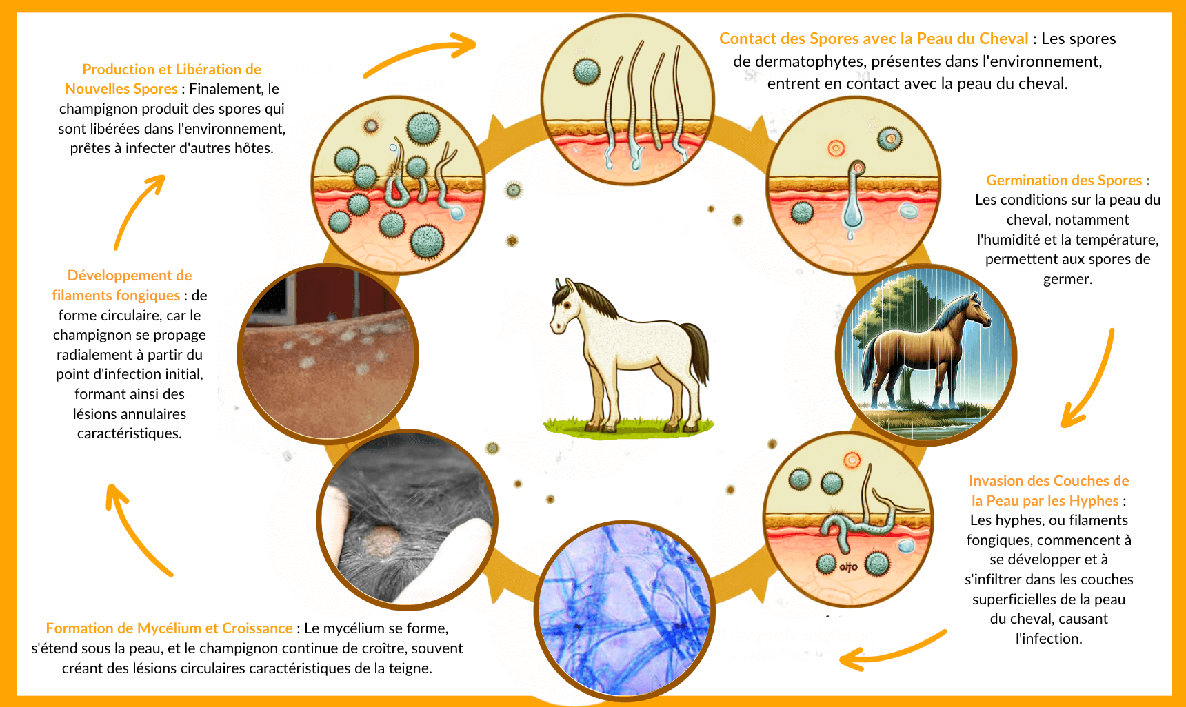 Comprendre, prévenir et traitement de la teigne chez le cheval - L.O ...